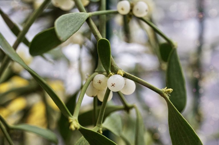 Mistletoe: Origins and Traditions - The Christmas Joy