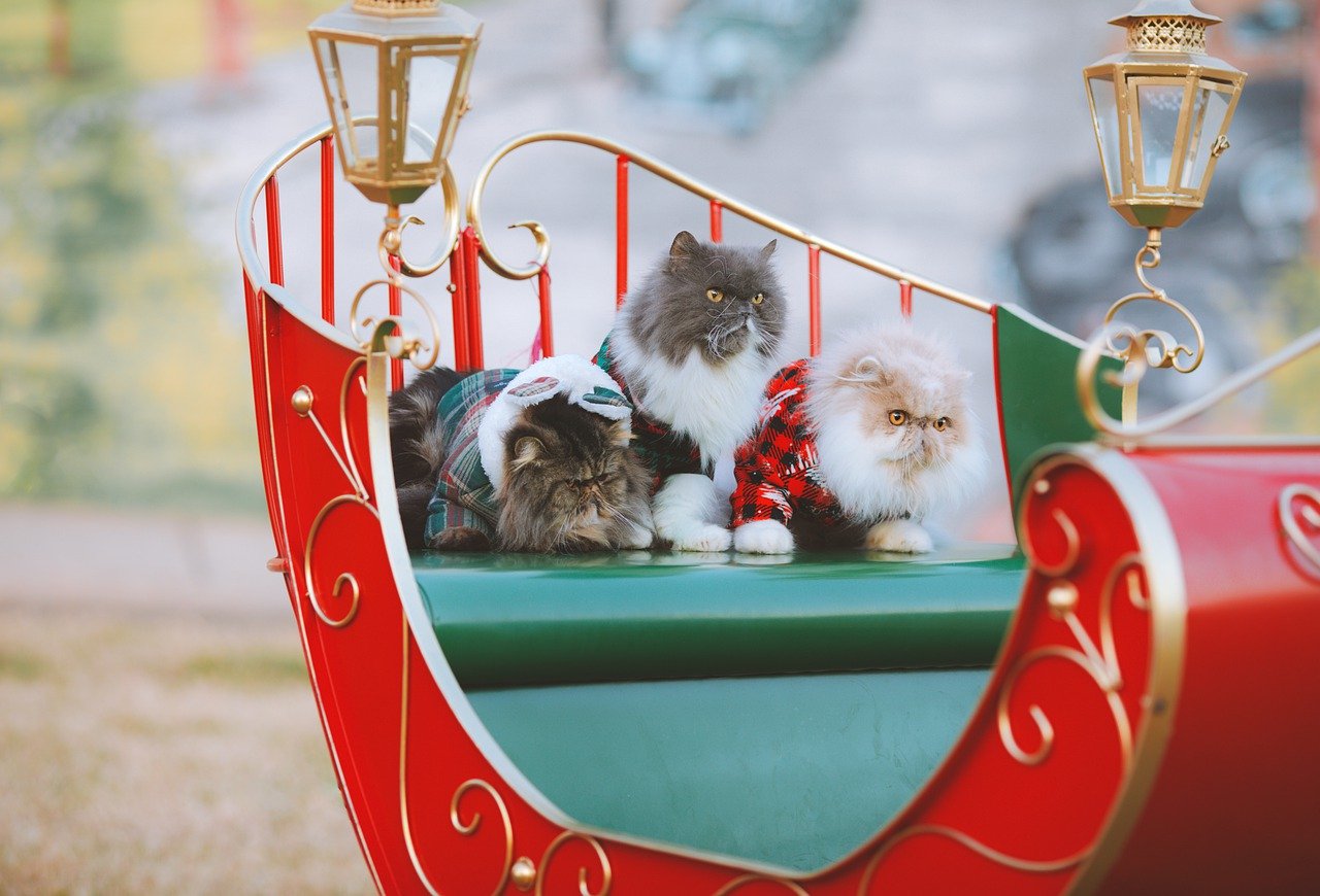 Keeping Pets Safe and Happy This Christmas - The Christmas Joy